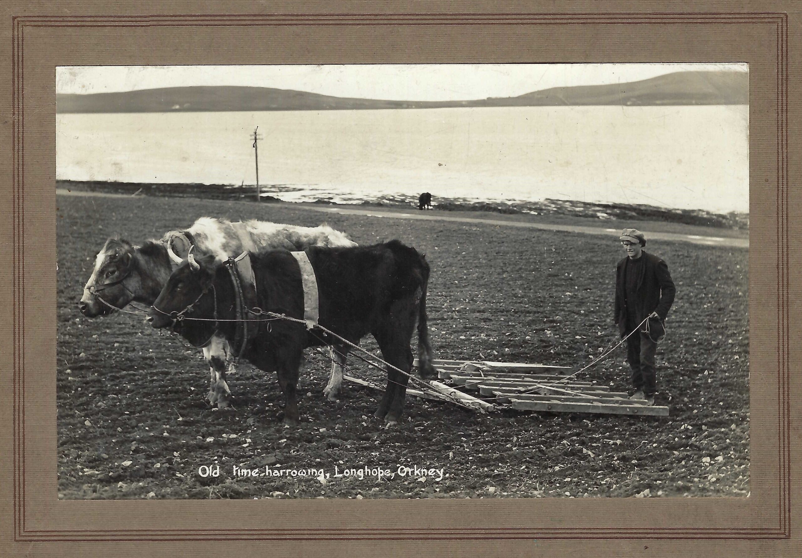 Harrowing with oxen in Longhope, Orkney - Janealogy